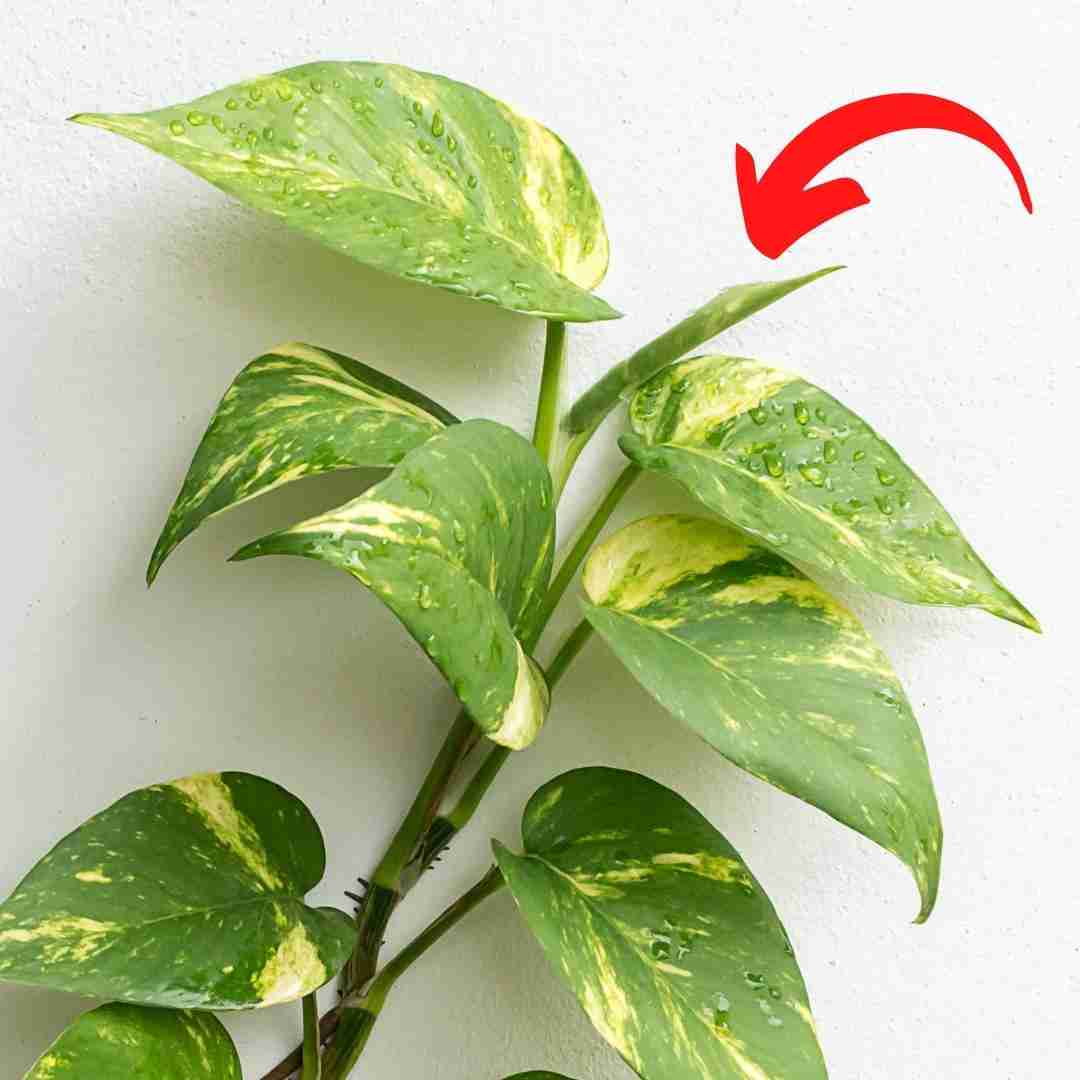 Philodendron vs Pothos (Pothos or Philodendron?) - Moody Blooms