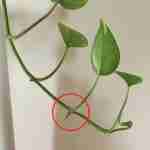 Philodendron vs Pothos (Pothos or Philodendron?) - Moody Blooms