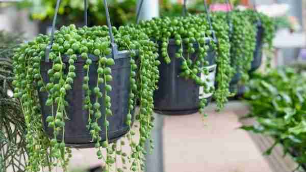 String of Pearls Dying (10 common problems) - Moody Blooms