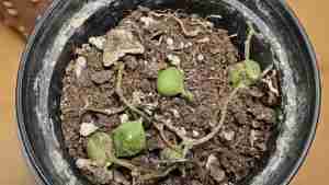 String of Pearls Dying (10 common problems) - Moody Blooms