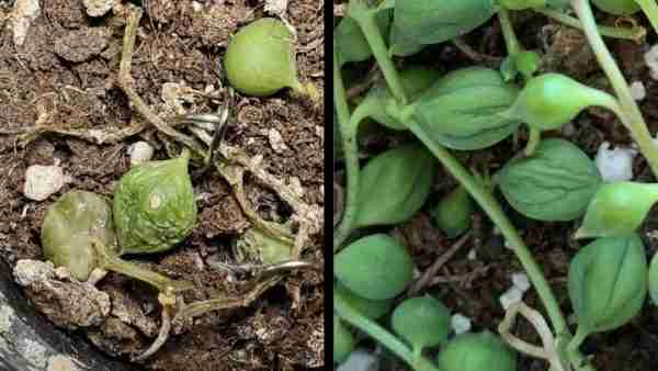 String of Pearls Dying (10 common problems) - Moody Blooms