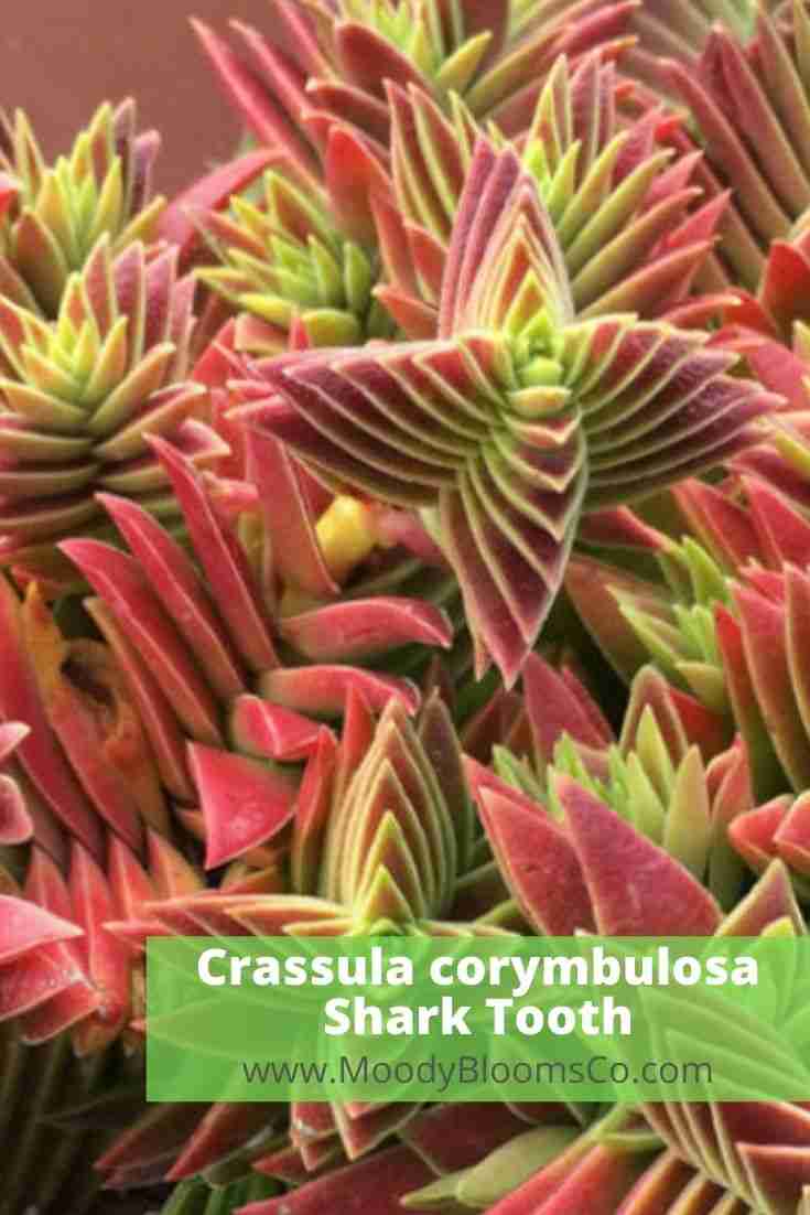 Crassula - Moody Blooms