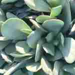 White Succulents - Moody Blooms