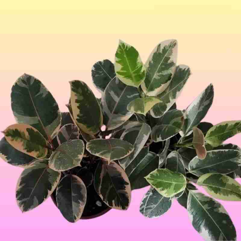 Rubber Plant Varieties (Ficus elastica Types) - Moody Blooms