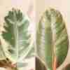 Ficus Tineke (Variegated Rubber Tree) - Moody Blooms