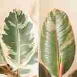 Ficus Tineke (Variegated Rubber Tree) - Moody Blooms
