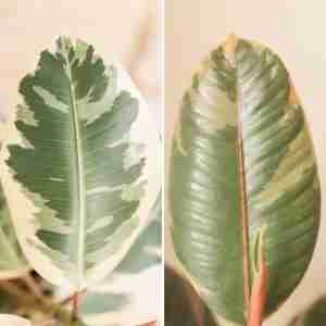 Ficus Tineke (Variegated Rubber Tree) - Moody Blooms