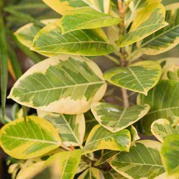 Ficus altissima (Ficus Yellow Gem) - Moody Blooms