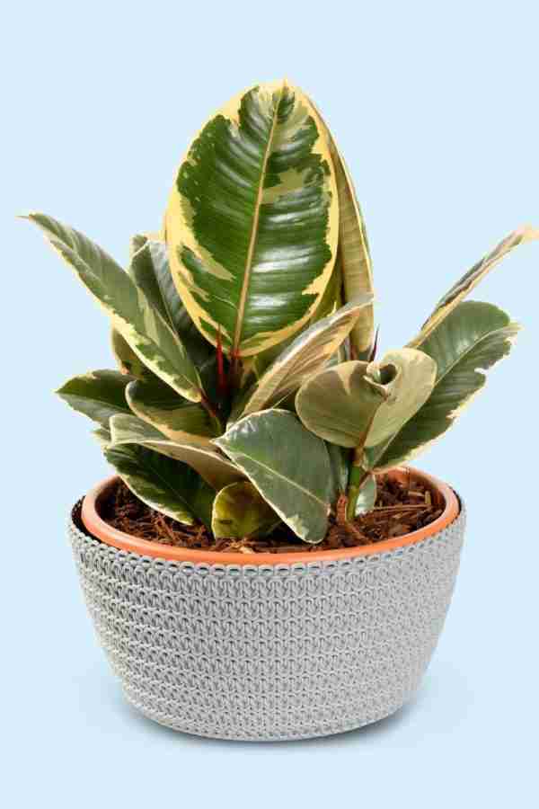 Ficus Tineke (Variegated Rubber Tree) - Moody Blooms