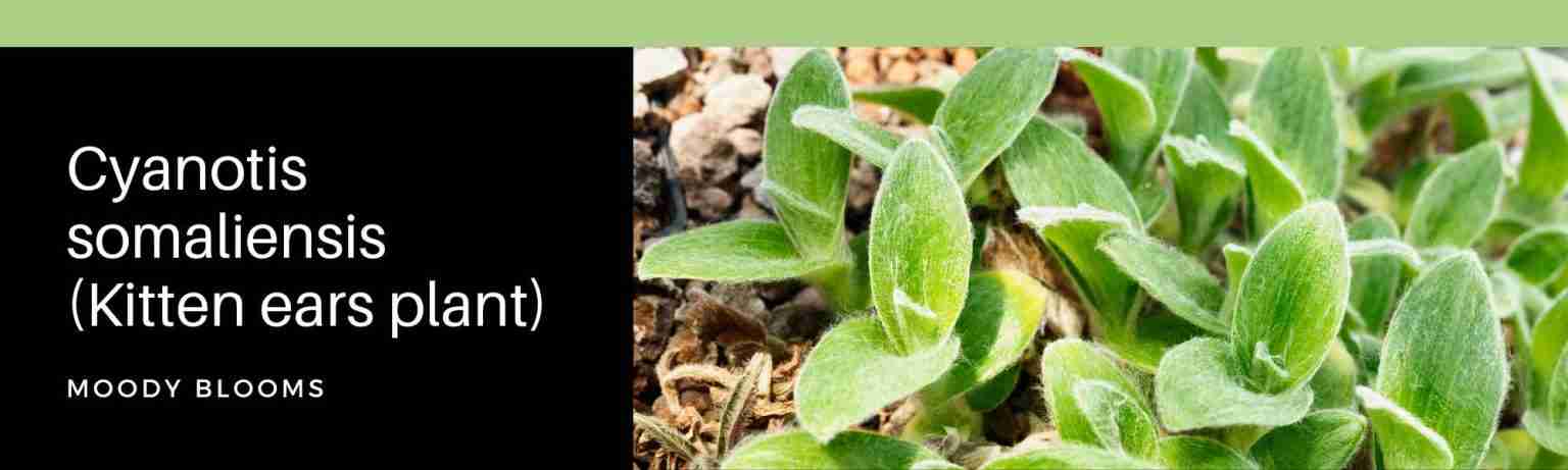 Cyanotis somaliensis (Kitten ears plant) - Moody Blooms