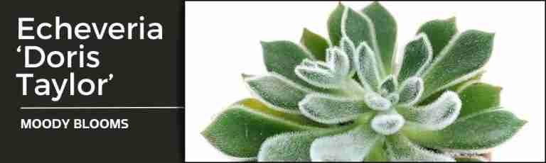 Echeveria ‘Doris Taylor’ Care (Woolly rose) - Moody Blooms