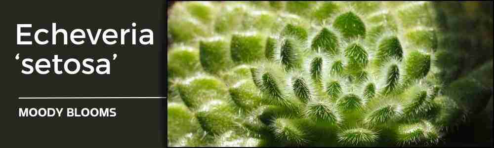Echeveria setosa Care (Mexican Firecracker) - Moody Blooms