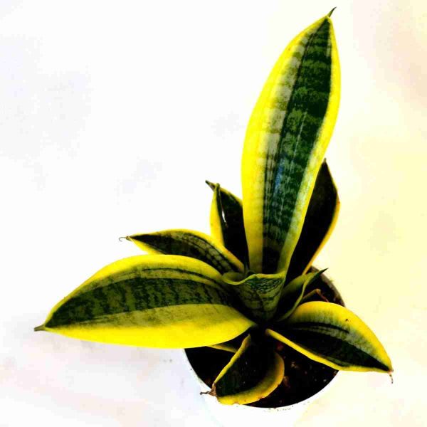Snake Plant Varieties (Sansevieria Types) - Moody Blooms